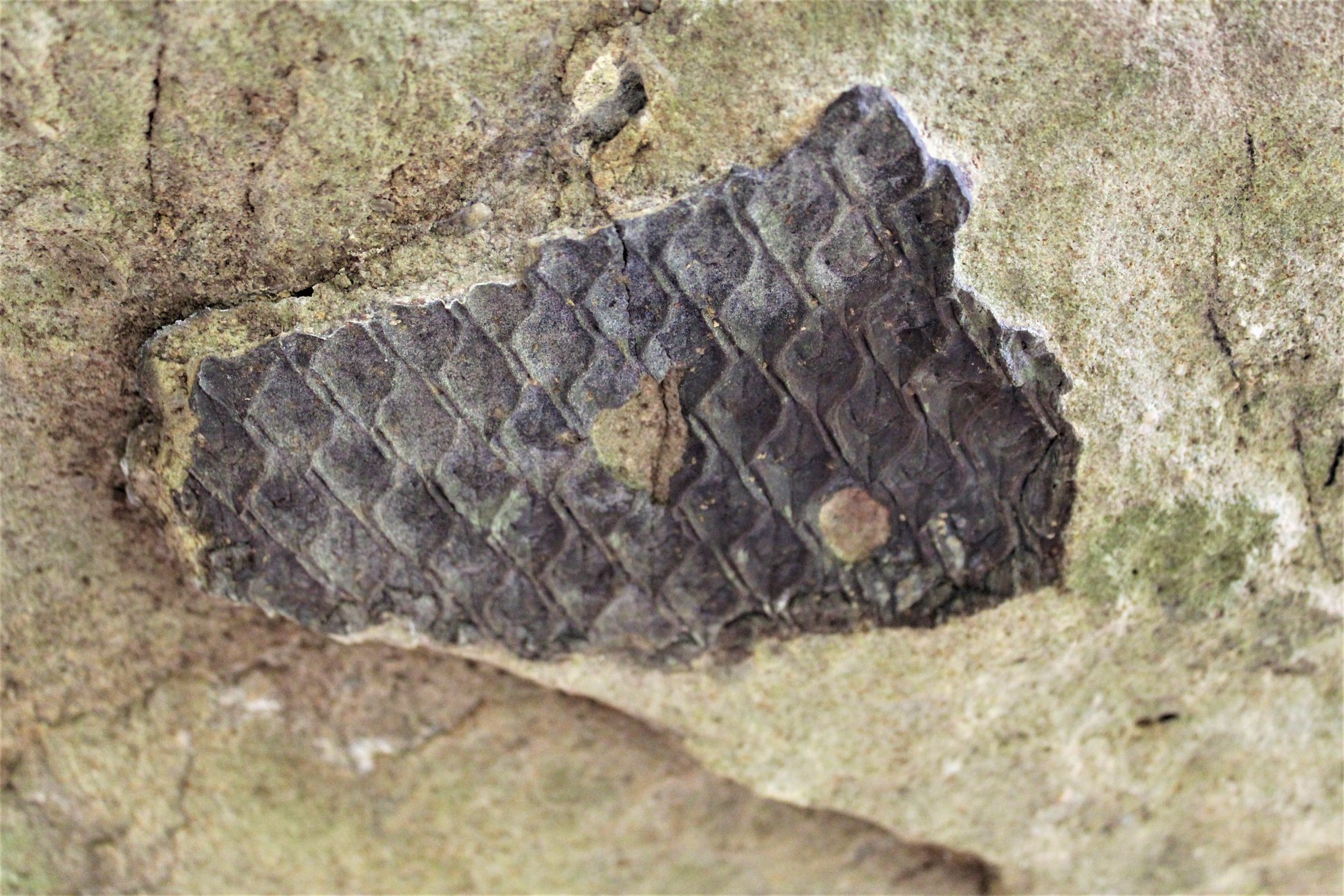 Lepidodendron Fossil (U.S. National Park Service)