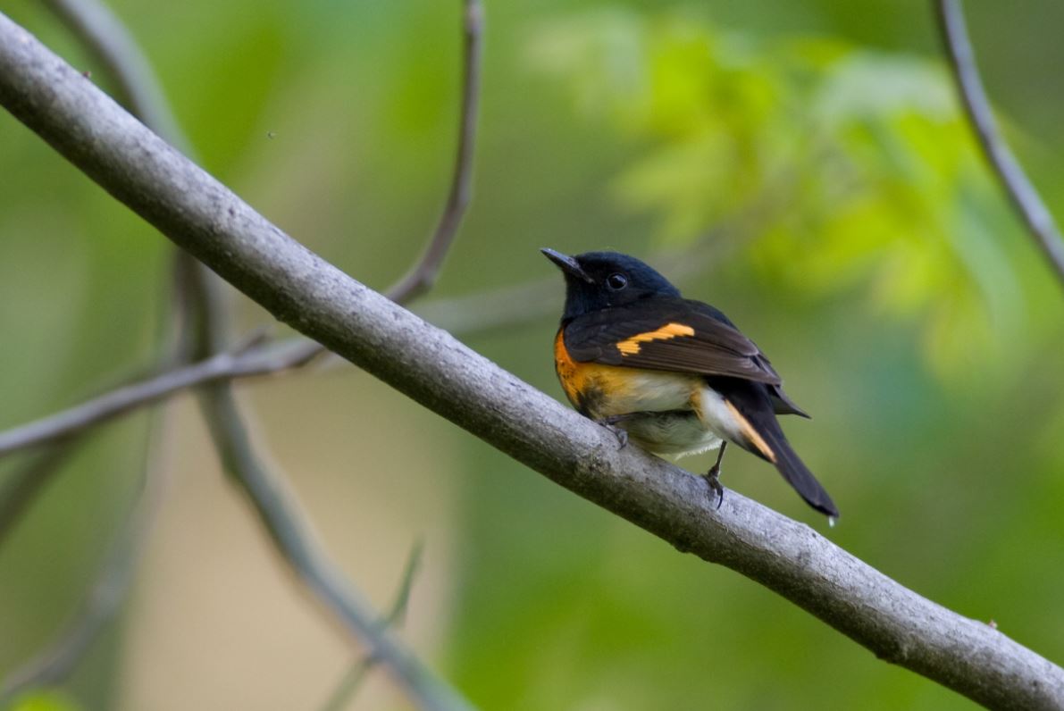 The Buzz of Bird Banding (U.S. National Park Service)