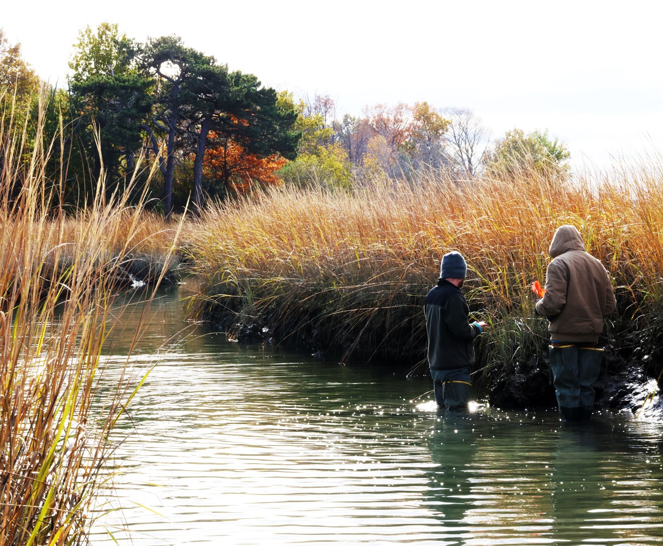 Unraveling the Mystery of Marsh Migration on the Boston Harbor Islands ...