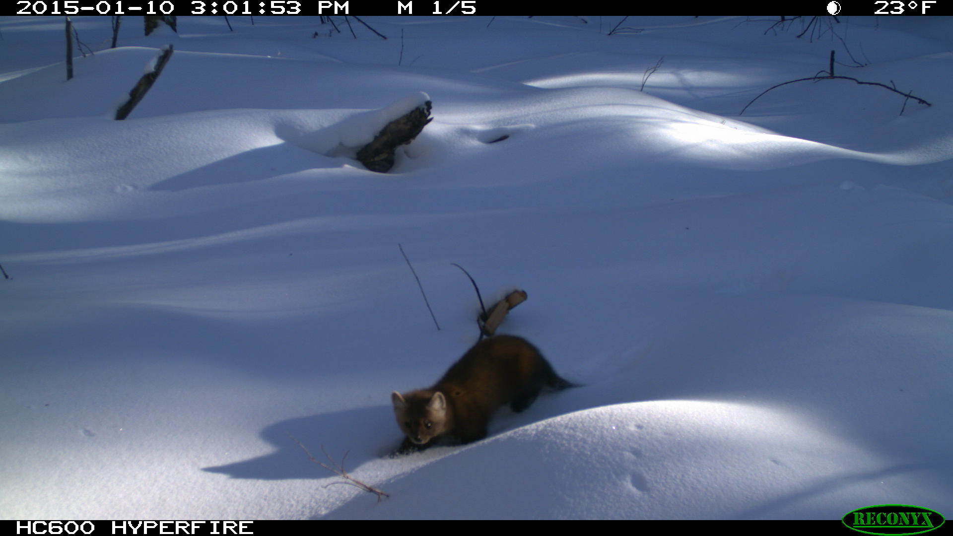 American Marten on the Apostle Islands (U.S. National Park Service)