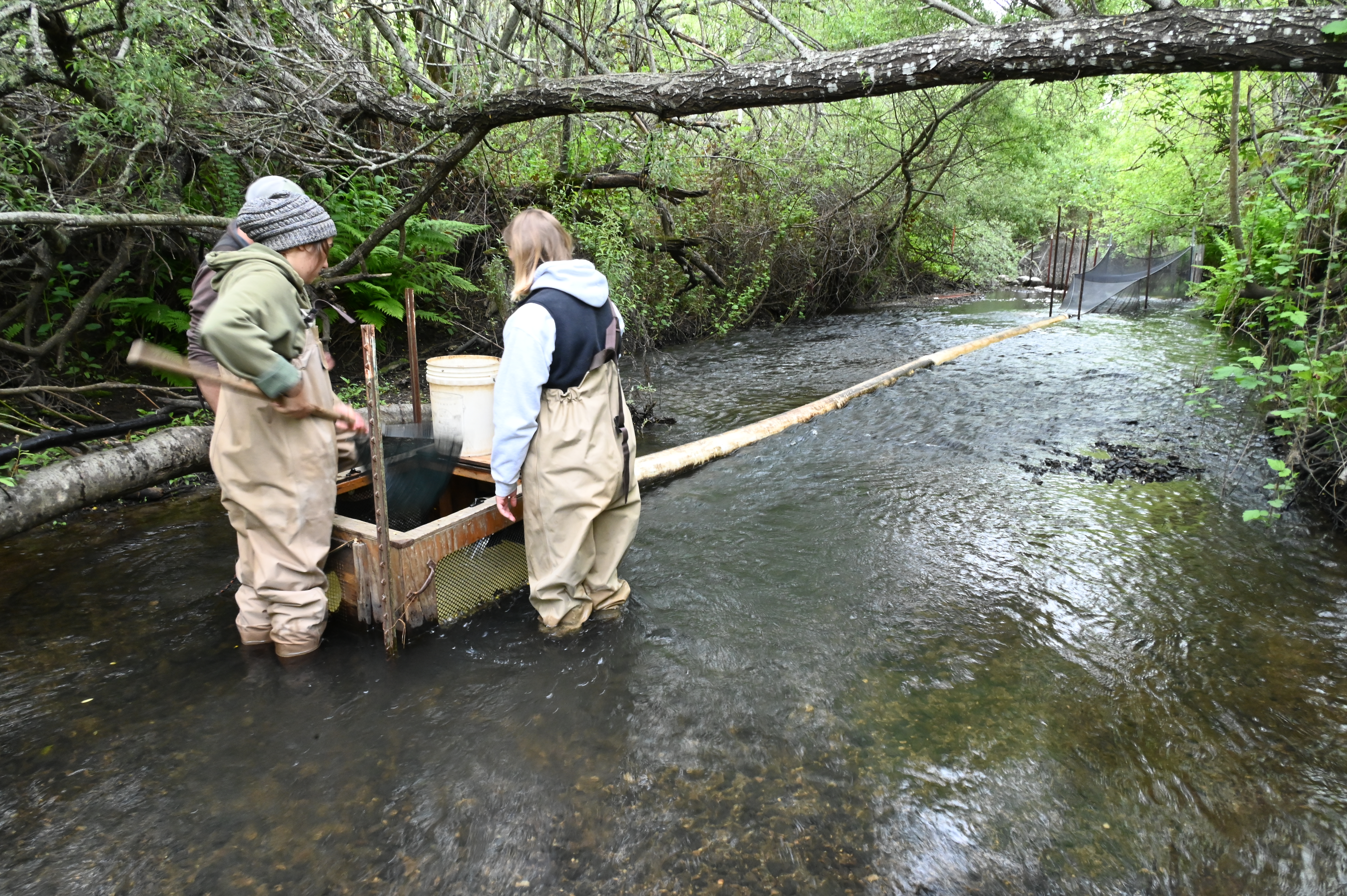 2025 Coho Smolt Migration Comes to a Close (U.S. National Park Service)