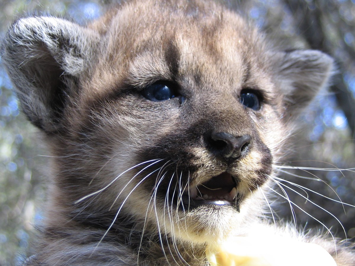 Puma Profiles: P-5 (U.S. National Park Service)