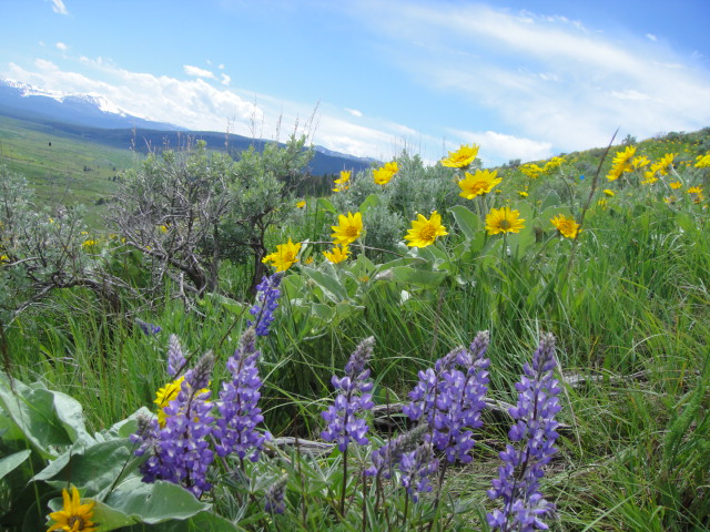 NPS Establishes NPSage Initiative to Restore Sagebrush-Steppe ...