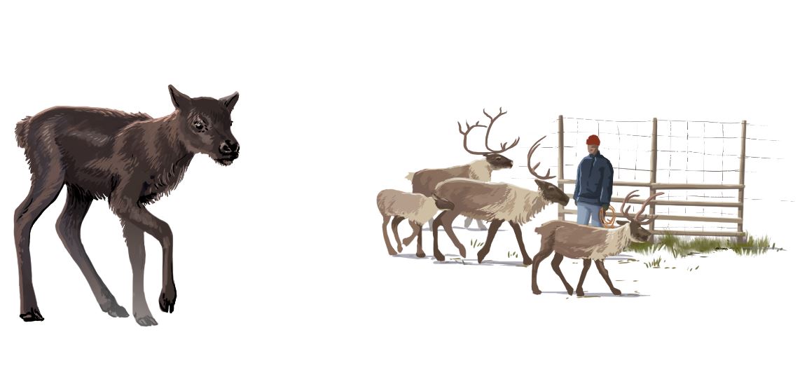 Reindeer vs. Caribou (U.S. National Park Service)