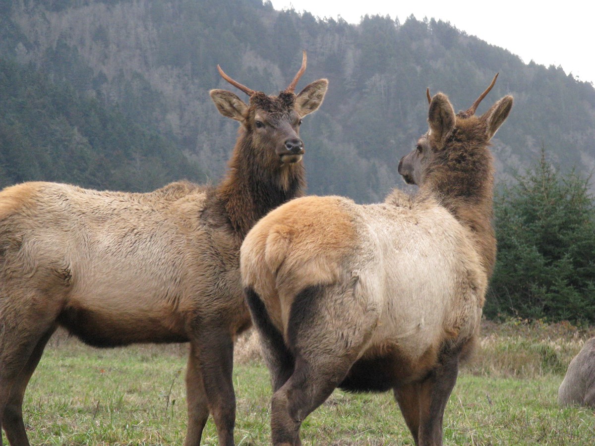 Roosevelt Elk (U.S. National Park Service)