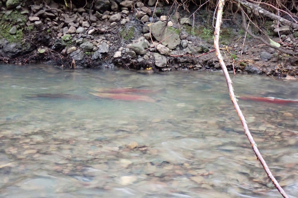 Runs and Rainfall: When Will the 2022-2023 Spawner Season Begin? (U.S ...