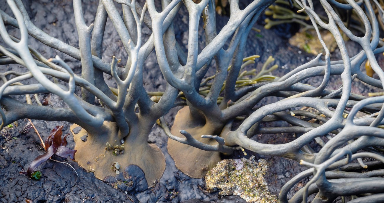 Scientists Tackle the Case of the Vanishing Seaweed at Channel Islands ...