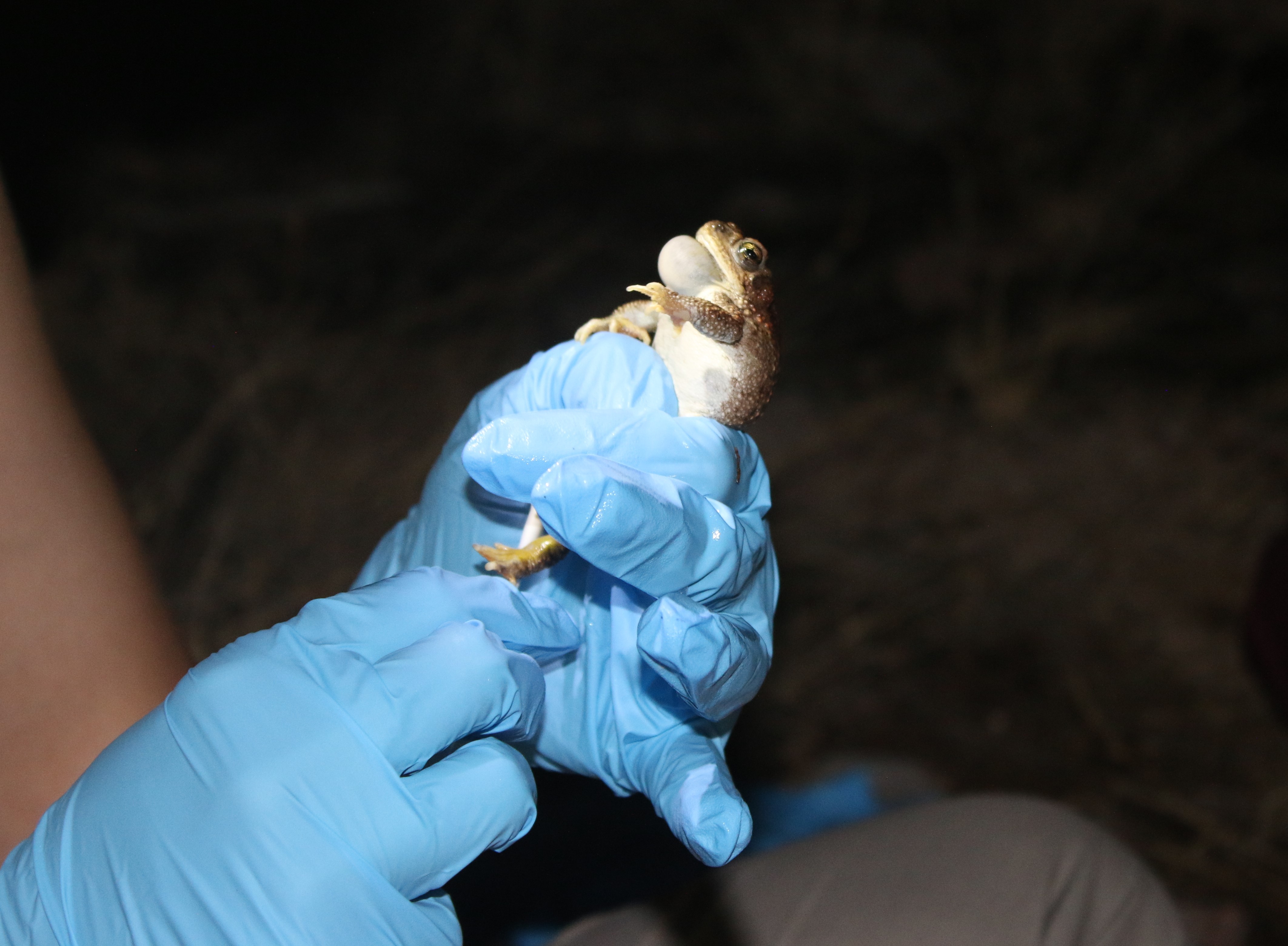 Toad Research in Organ Pipe Cactus National Monument (U.S. National ...