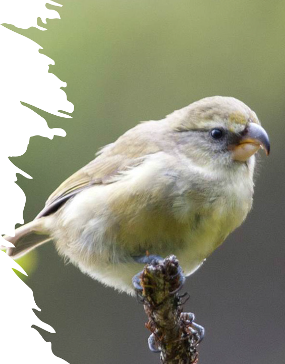 Project Profile: Address Impacts of Avian Malaria in Hawaii (U.S ...