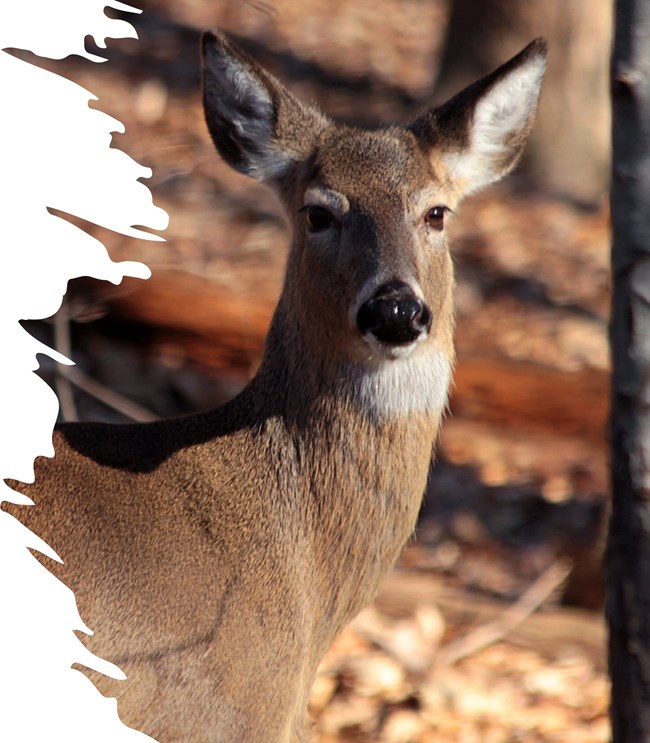 Project Profile: Forest Health in the National Capital Region (U.S ...