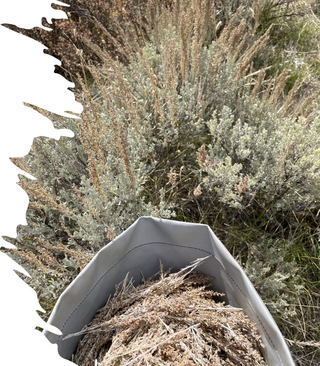 Project Profile: Build Resilient Sagebrush Neighborhoods (U.S. National ...