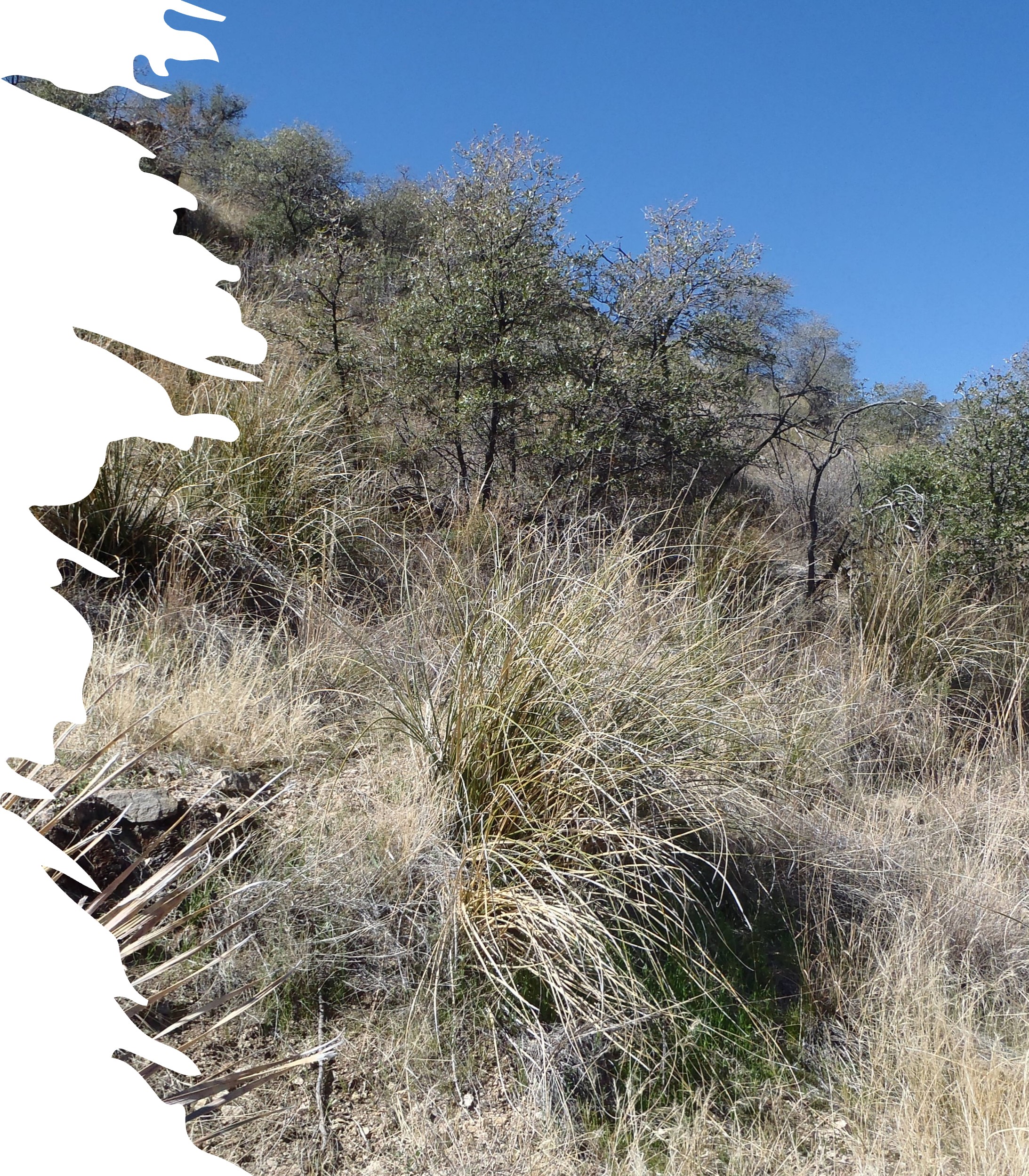 Project Profile: Expand Southwest Seed Partnership for Intermountain ...