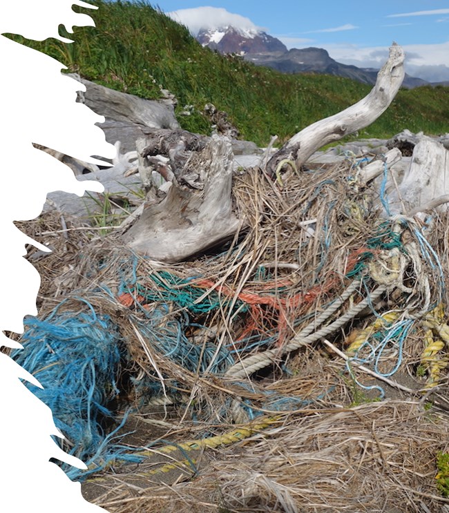 Project Profile: Pacific Shoreline Ecosystems Restoration (U.S ...