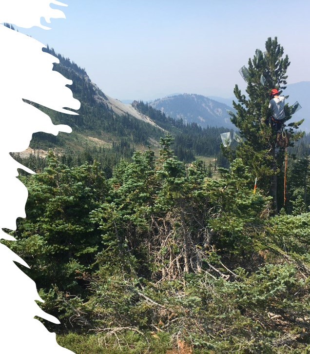 Project Profile: Build Seed Bank for Threatened Conifer Restoration (U ...