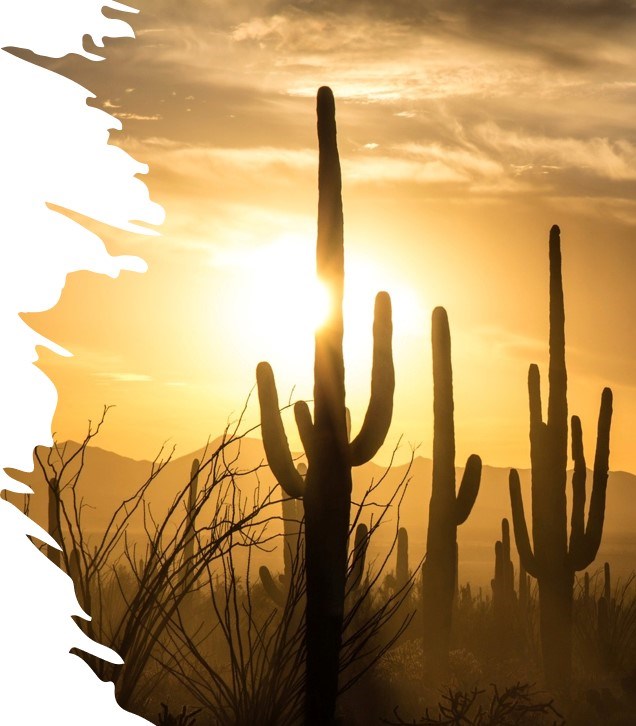 Project Profile: Saguaro National Park Sonoran Desert Restoration (U.S ...