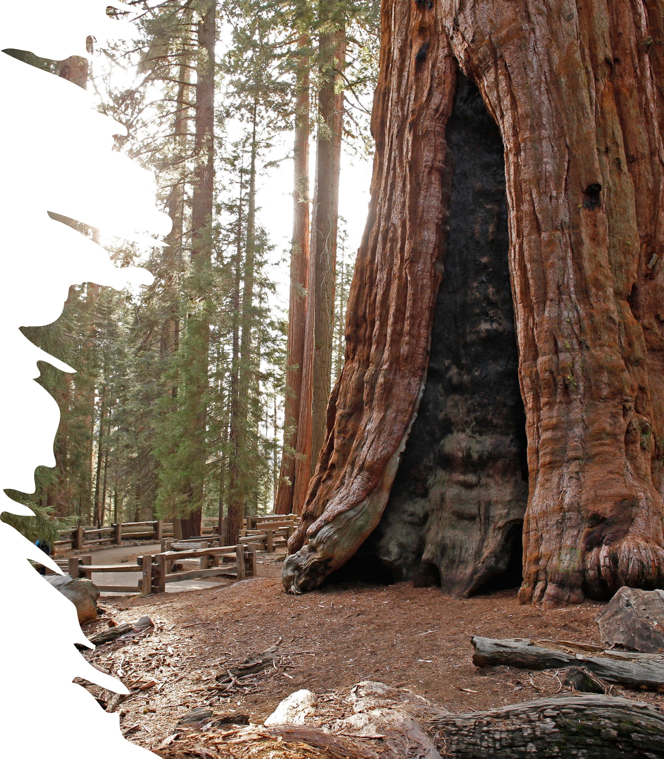 Project Profile: Southern Sierra Nevada Parks Forest Resilience (U.S ...