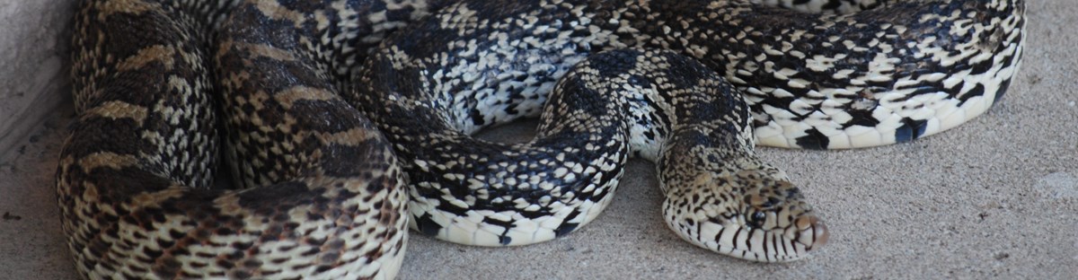 Reptiles of the Badlands (U.S. National Park Service)