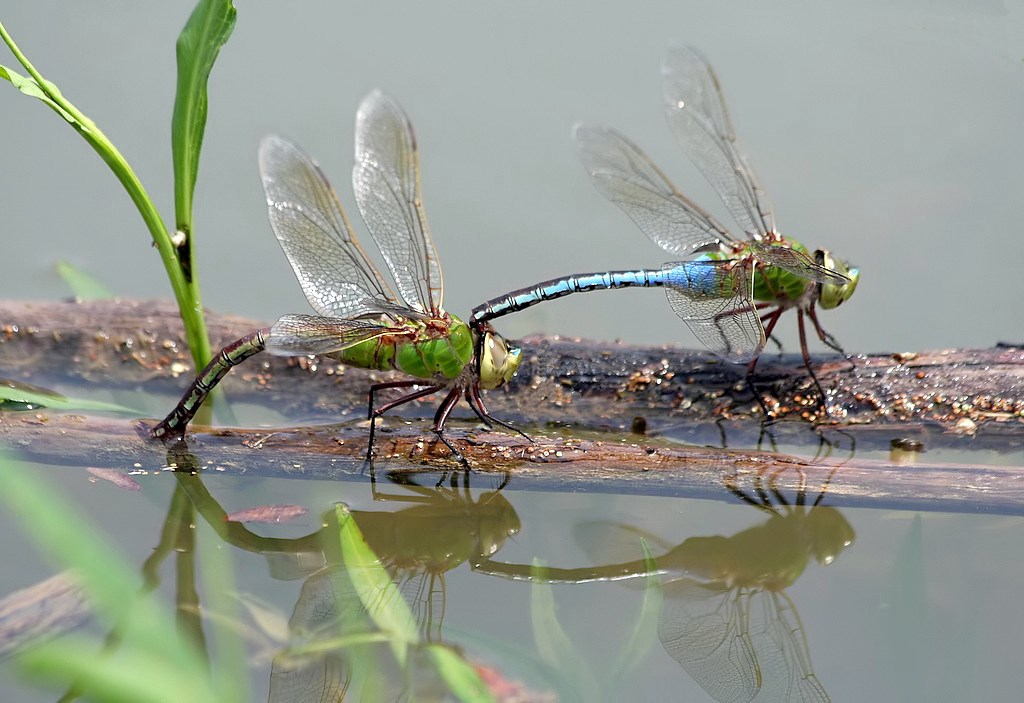 Common Green Darner (U.S. National Park Service)