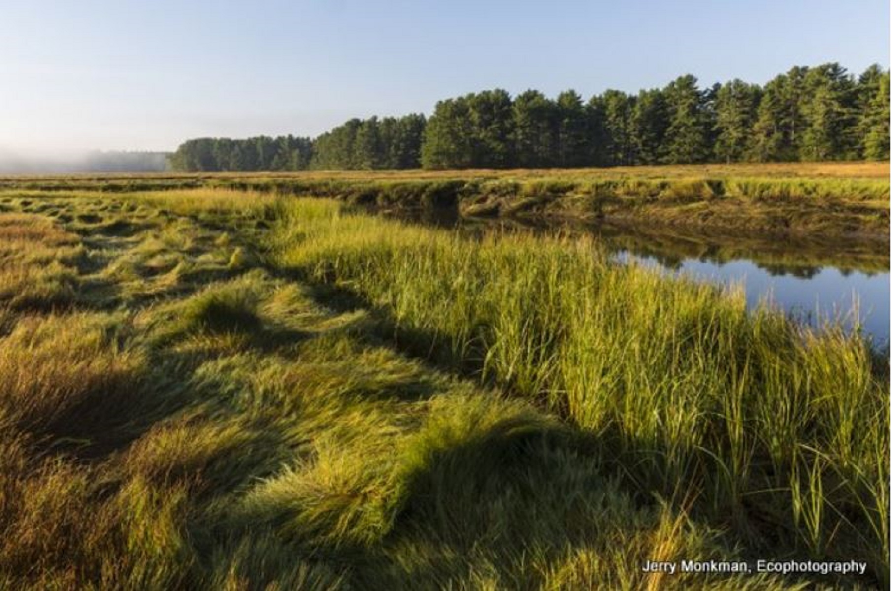 Coastal Wetlands - Key to Supporting Life in the Watershed (U.S ...