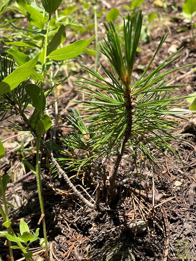 Whitebark Pine Recruitment and Understory Individuals in the Greater ...