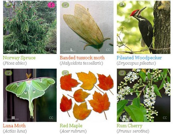 iNaturalist Tutorial - a virtual Working Woodlands Workshop (U.S ... iNaturalist Tutorial - a virtual Working Woodlands Workshop (U.S ...
