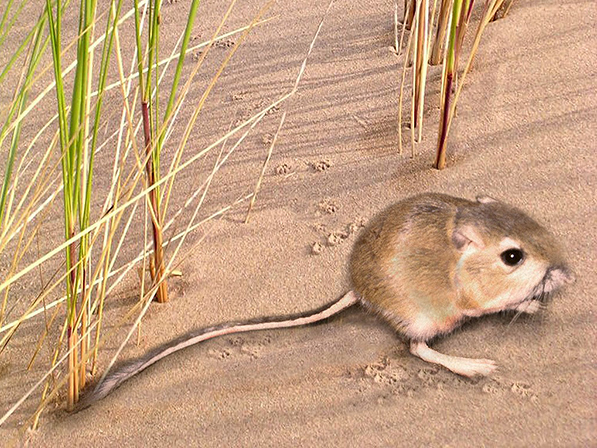 Kangaroo Mouse Kangaroo Rats DesertUSA