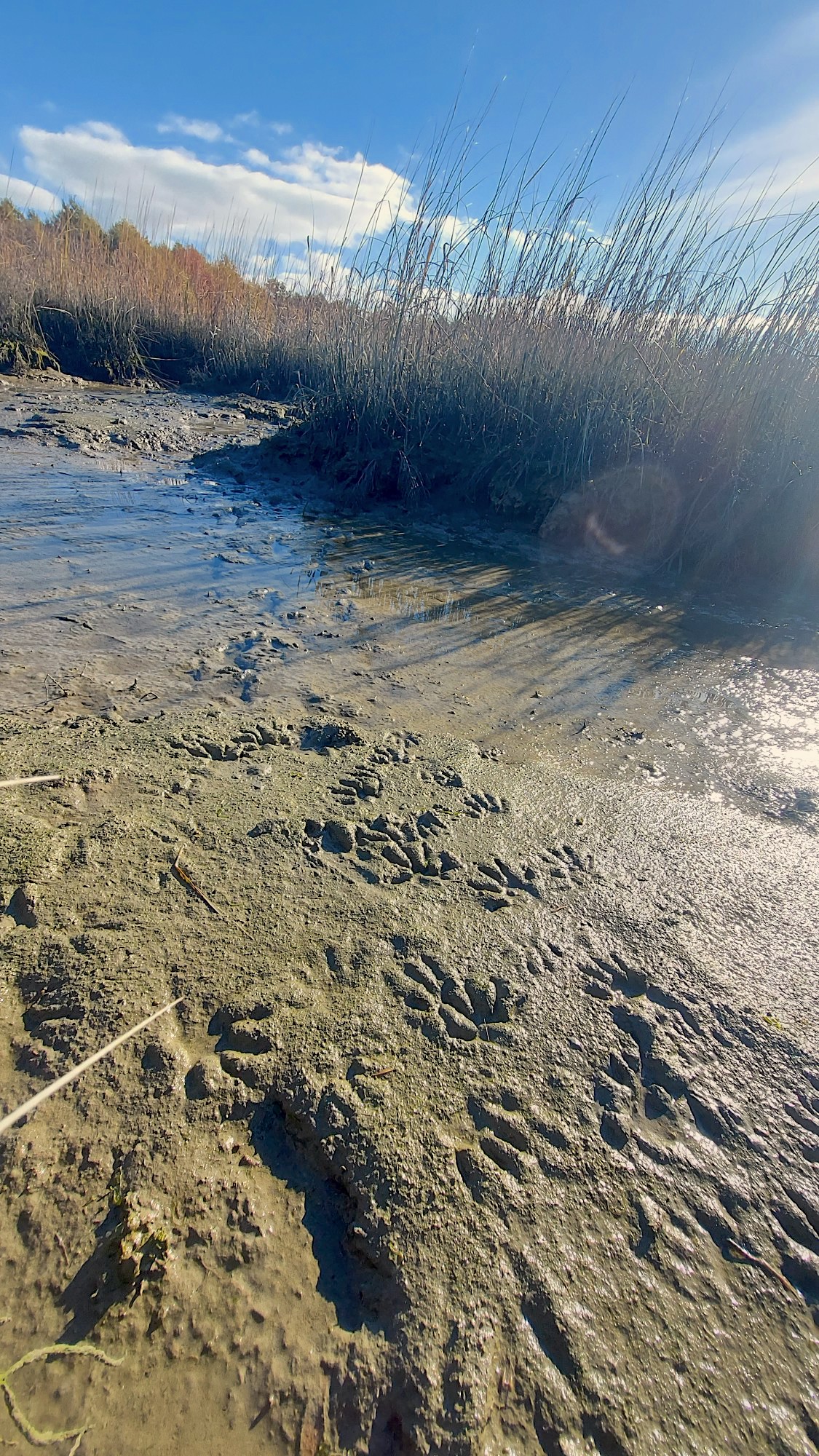 Unraveling the Mystery of Marsh Migration on the Boston Harbor Islands ...