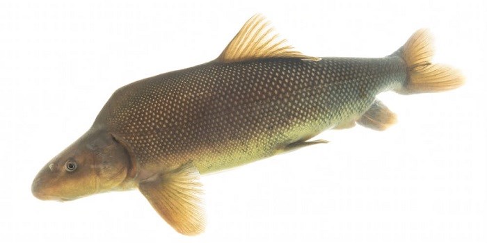 Native Fish in Glen Canyon’s Tributary Rivers (U.S. National Park Service)