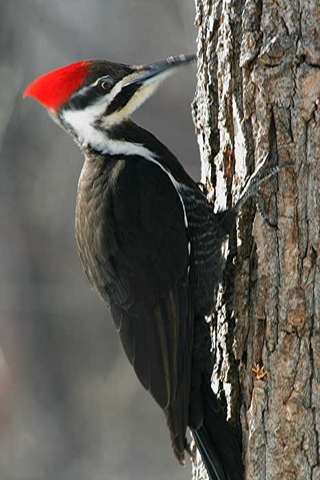Woodpeckers in Washington, DC? (U.S. National Park Service)