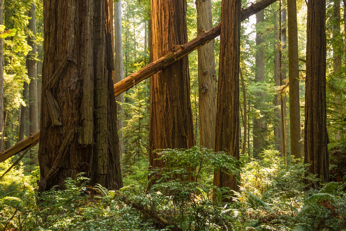 Coast Redwoods v. Climate Change (U.S. National Park Service)