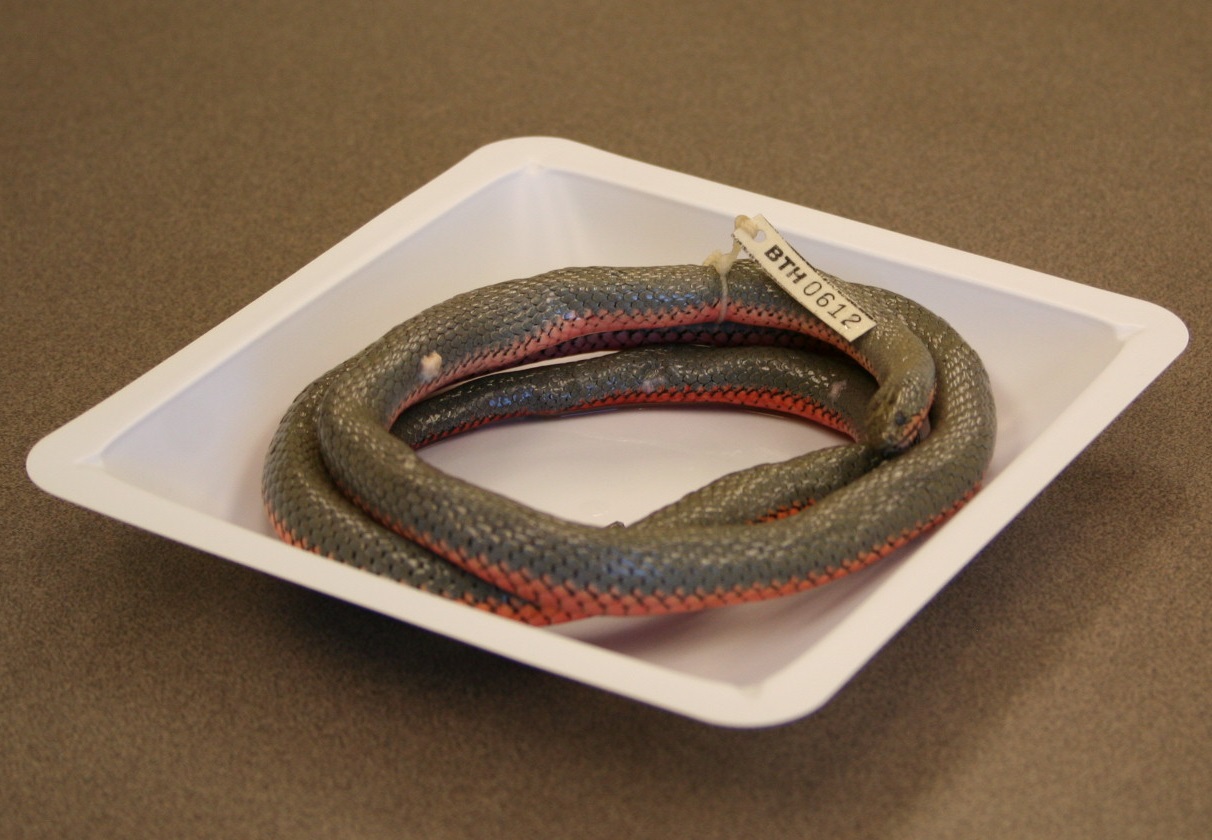 Rare Species Find Reaffirms Importance of Long-Term Research (U.S ...