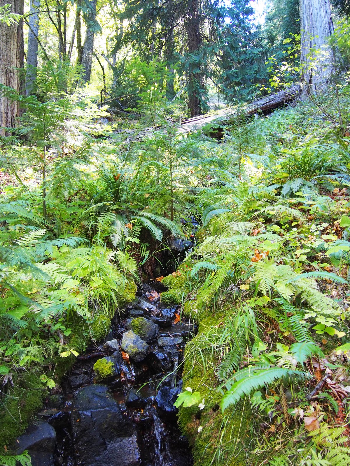 Evaluating Wild and Scenic River Eligibility Using Stream Monitoring ...