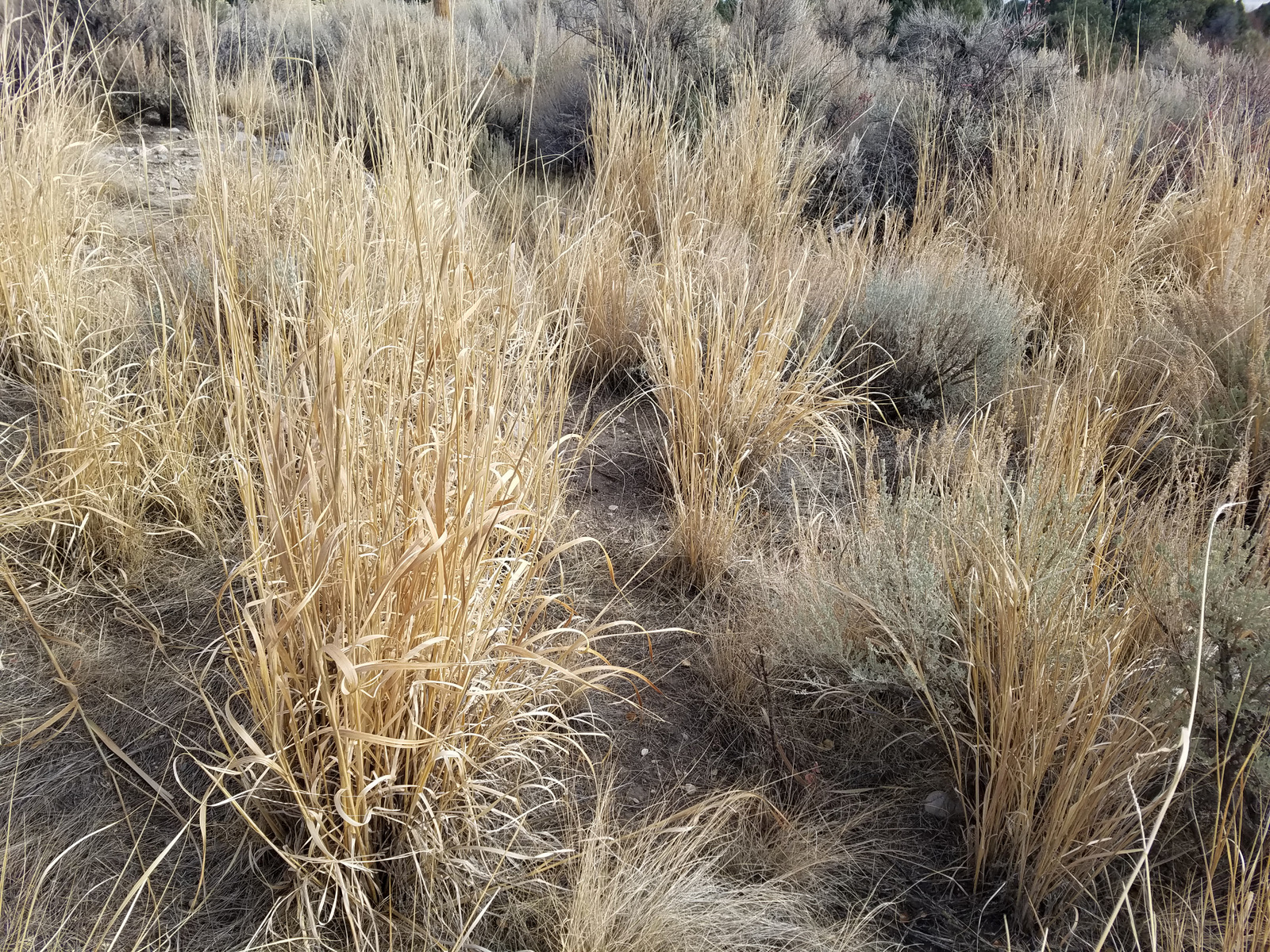 Forgotten Grasslands: Basin Wildrye (U.S. National Park Service)