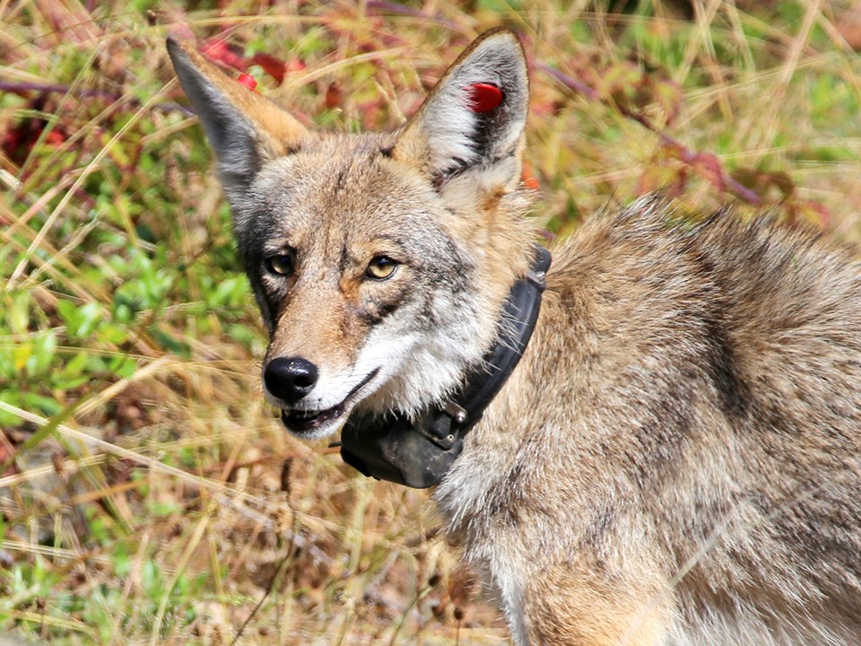 Biologists Begin Coyote Tracking Study in the Marin Headlands (U.S ...