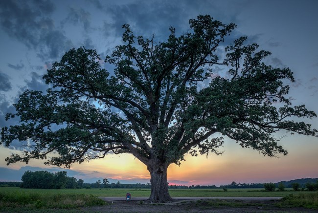 McBaine Burr Oak (Lewis and Clark National Historic Trail) (U.S ... McBaine Burr Oak (Lewis and Clark National Historic Trail) (U.S ...