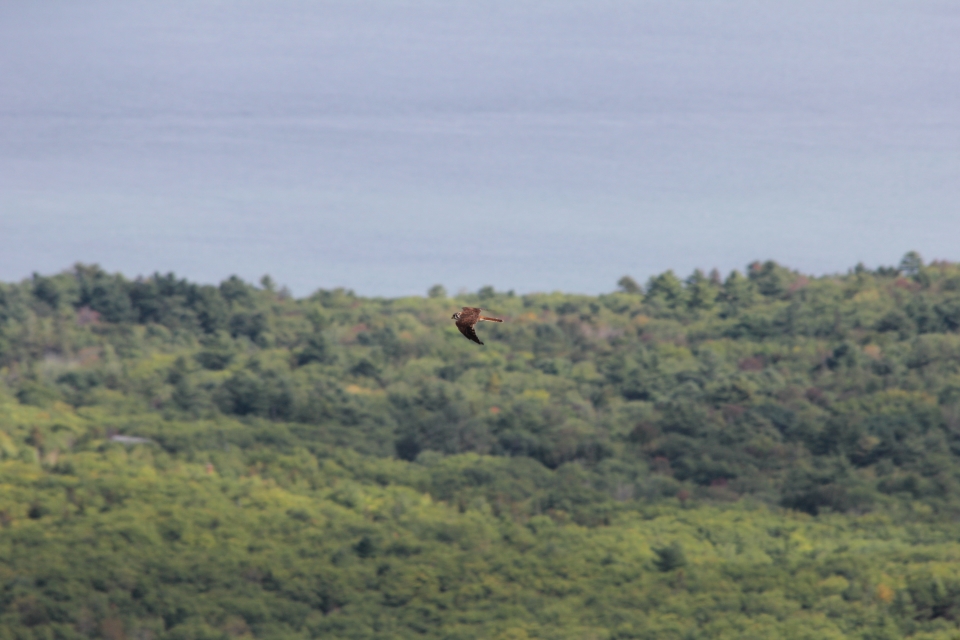 Riding the Winds: Hawk Watch in Acadia National Park 2020 (U.S ...