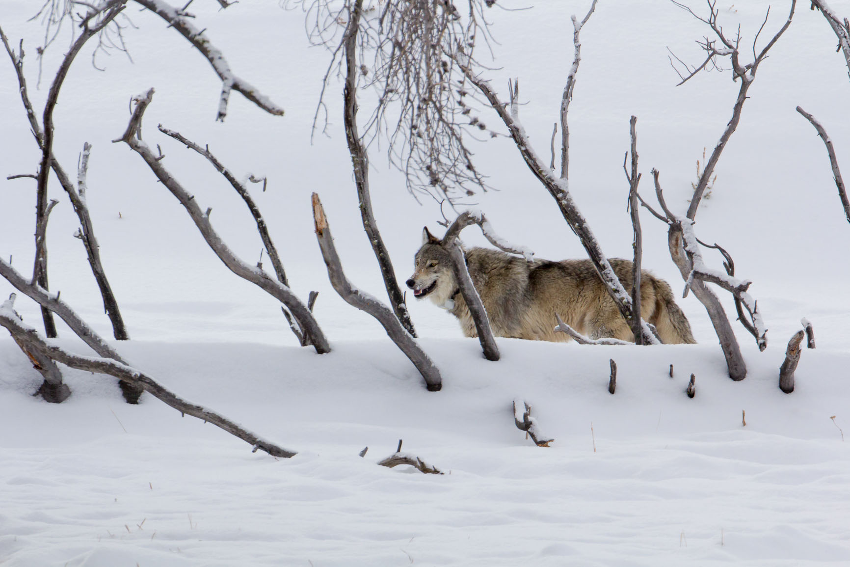 The Hard Life of a Yellowstone Wolf (U.S. National Park Service)