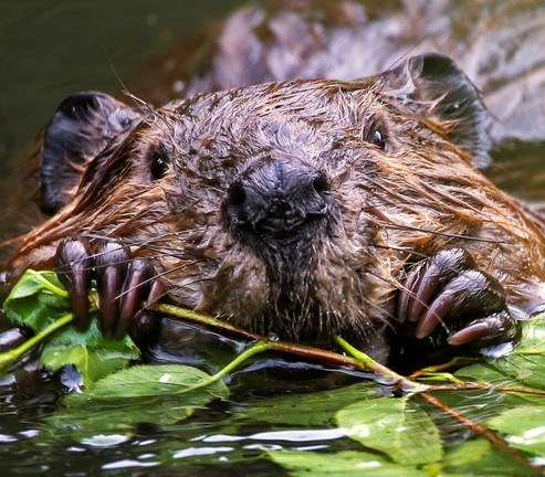 Acadia's North American Beaver: The Ultimate Keystone Species (U.S ...