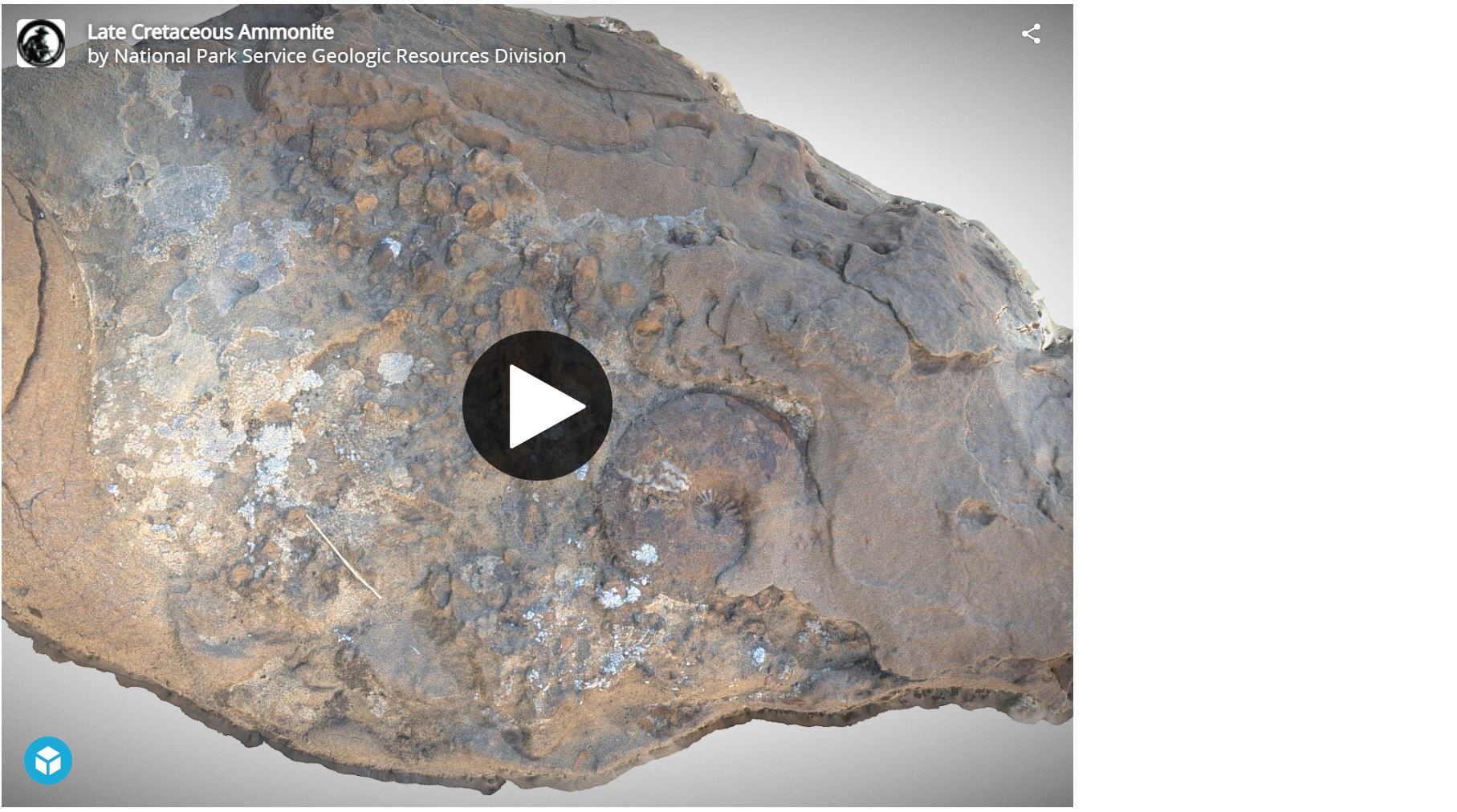 Late Cretaceous Ammonite (U.S. National Park Service)