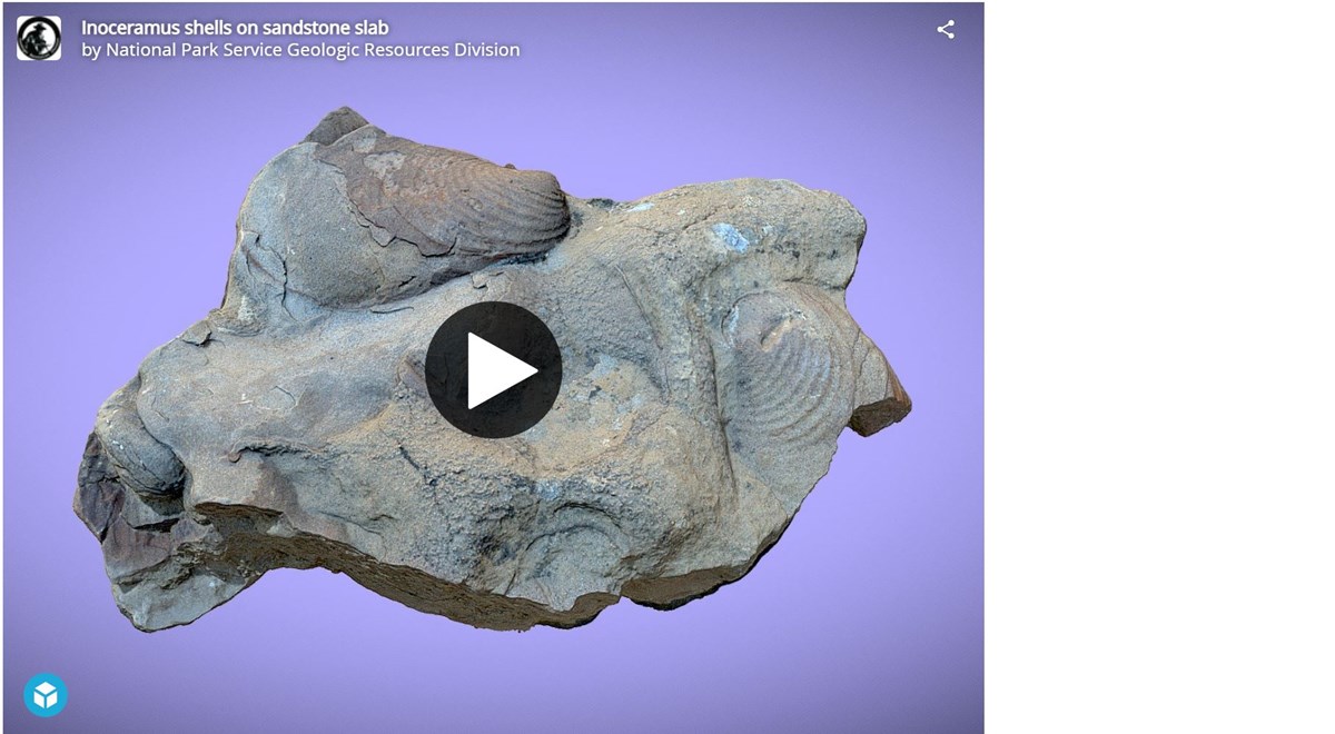 Inoceramus shells (U.S. National Park Service)