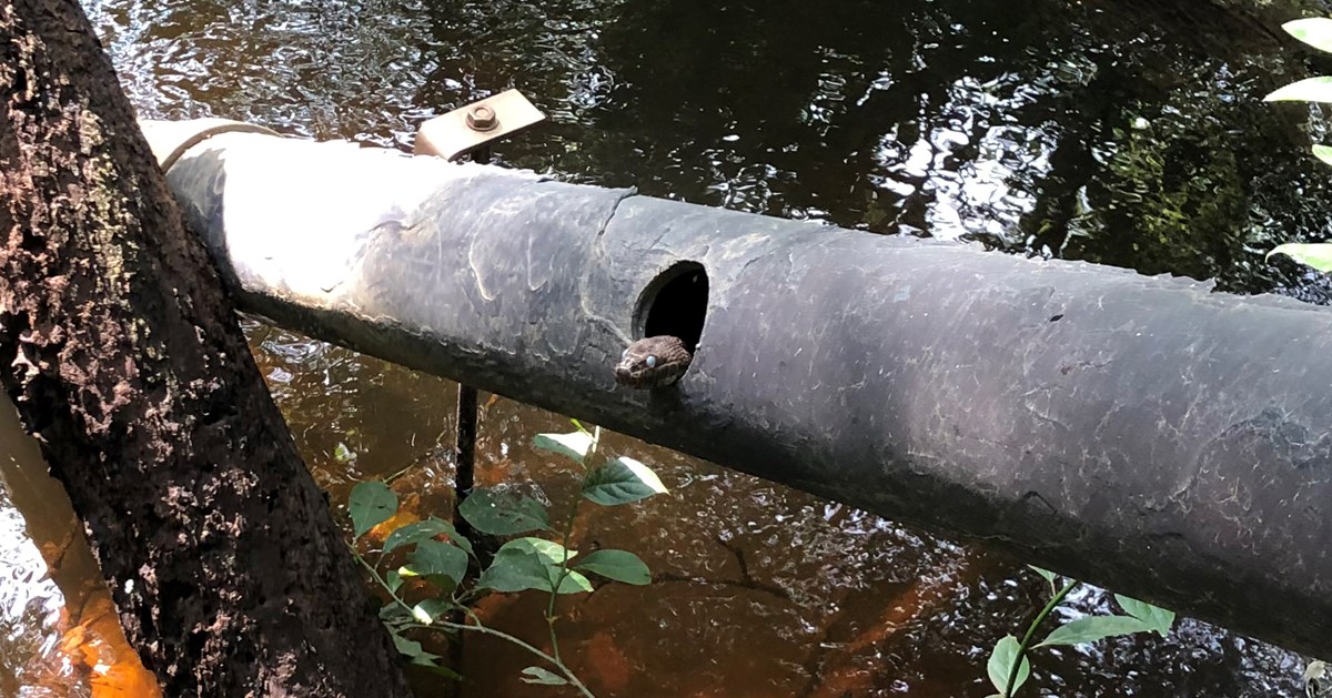 Southeast Coast Network News September 2019 (U.S. National Park Service)