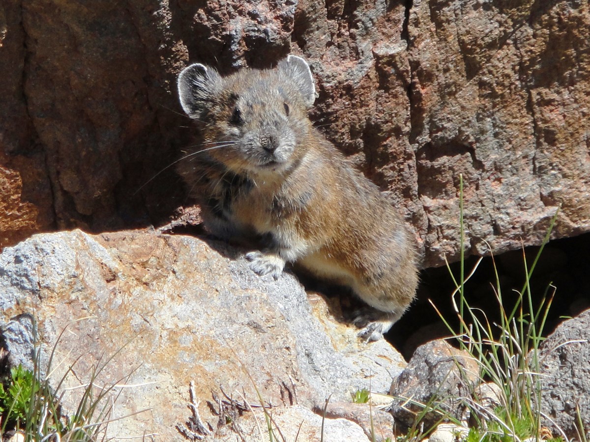 Pikas in Peril (U.S. National Park Service)