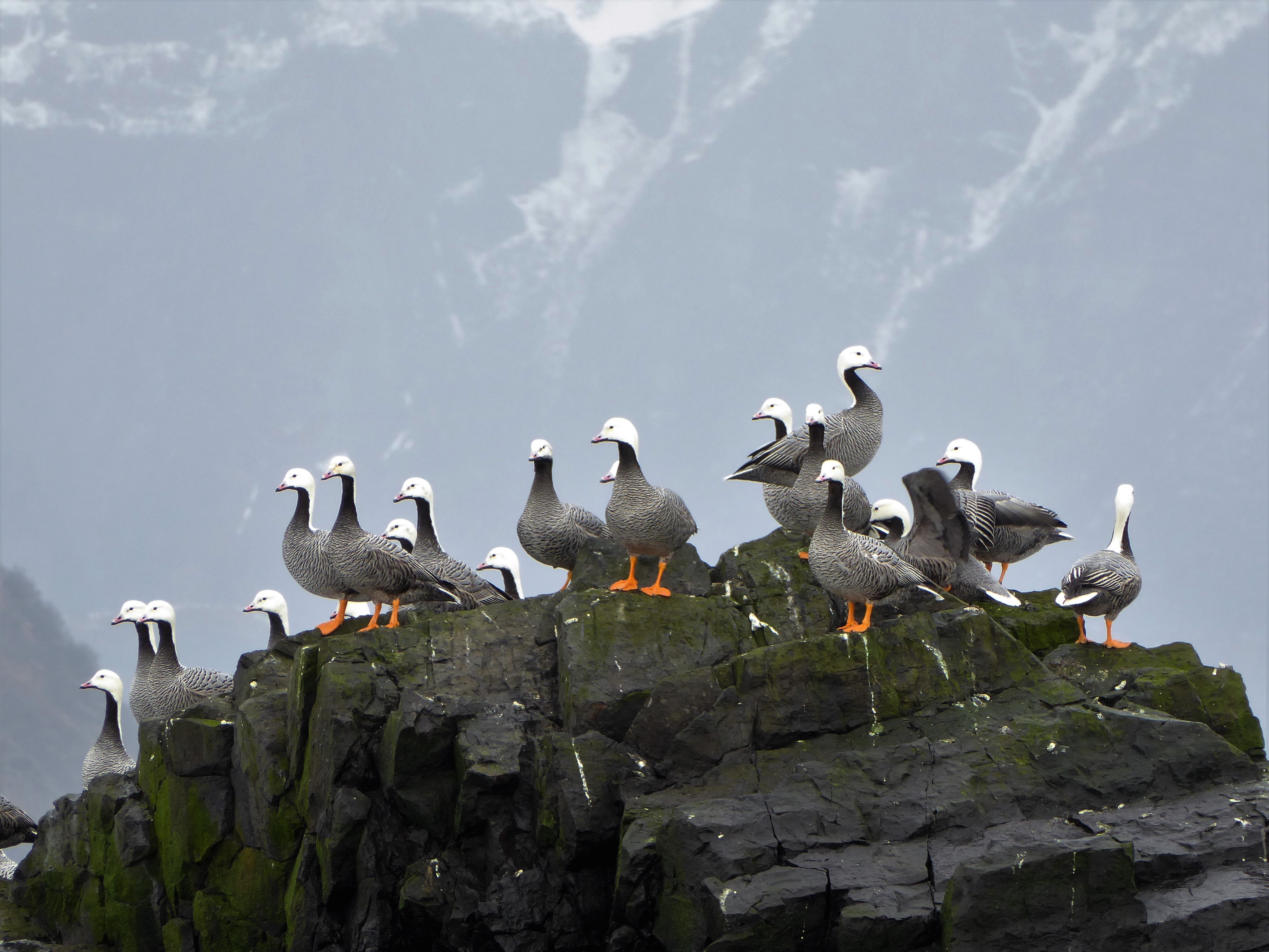Tales from the Tides - FOR BIRD'S SAKES! (Science Stories for Kids!) (U ...