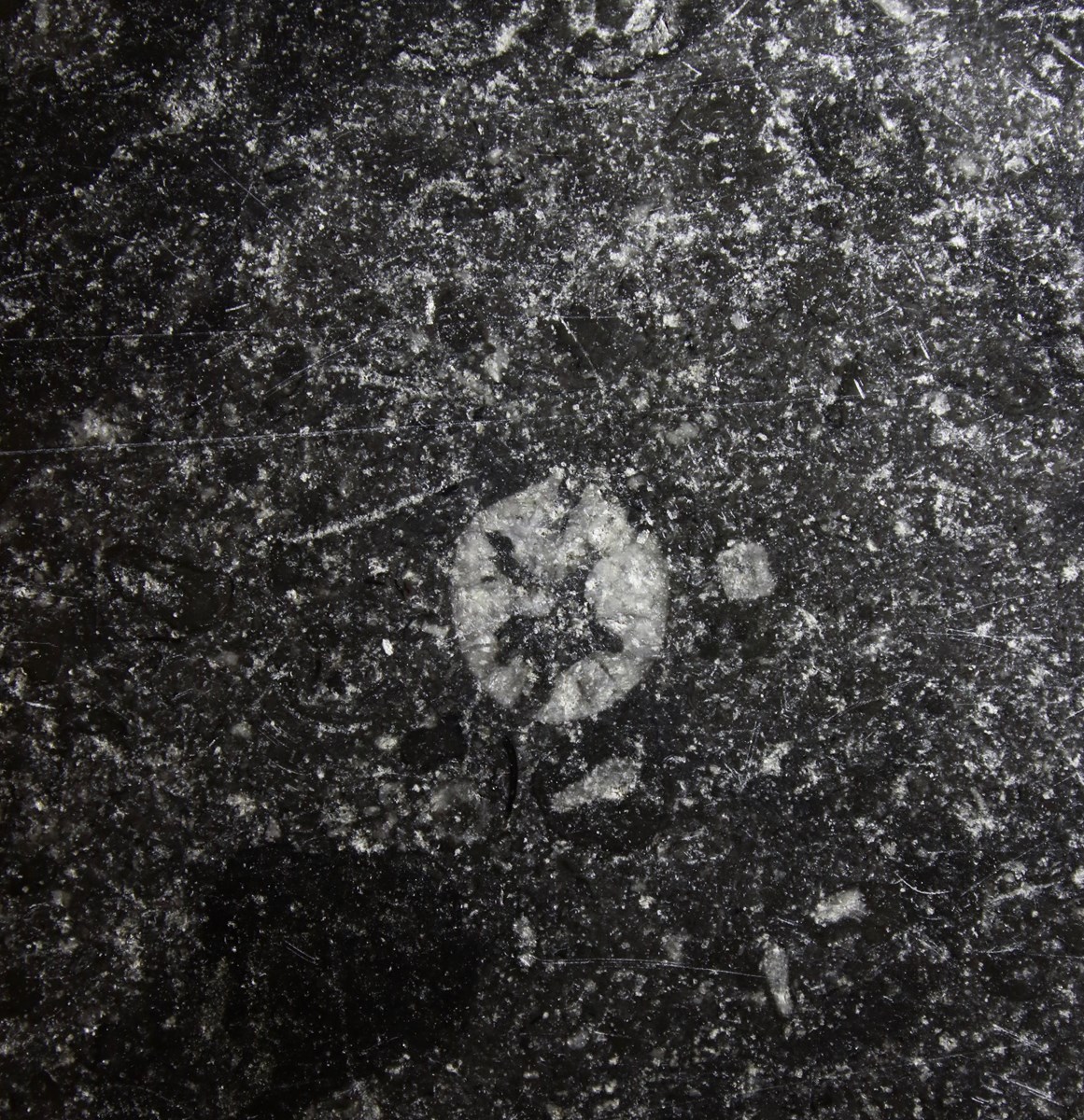 The Second Bank of the United States: Ordovician Fossils in 19th ...
