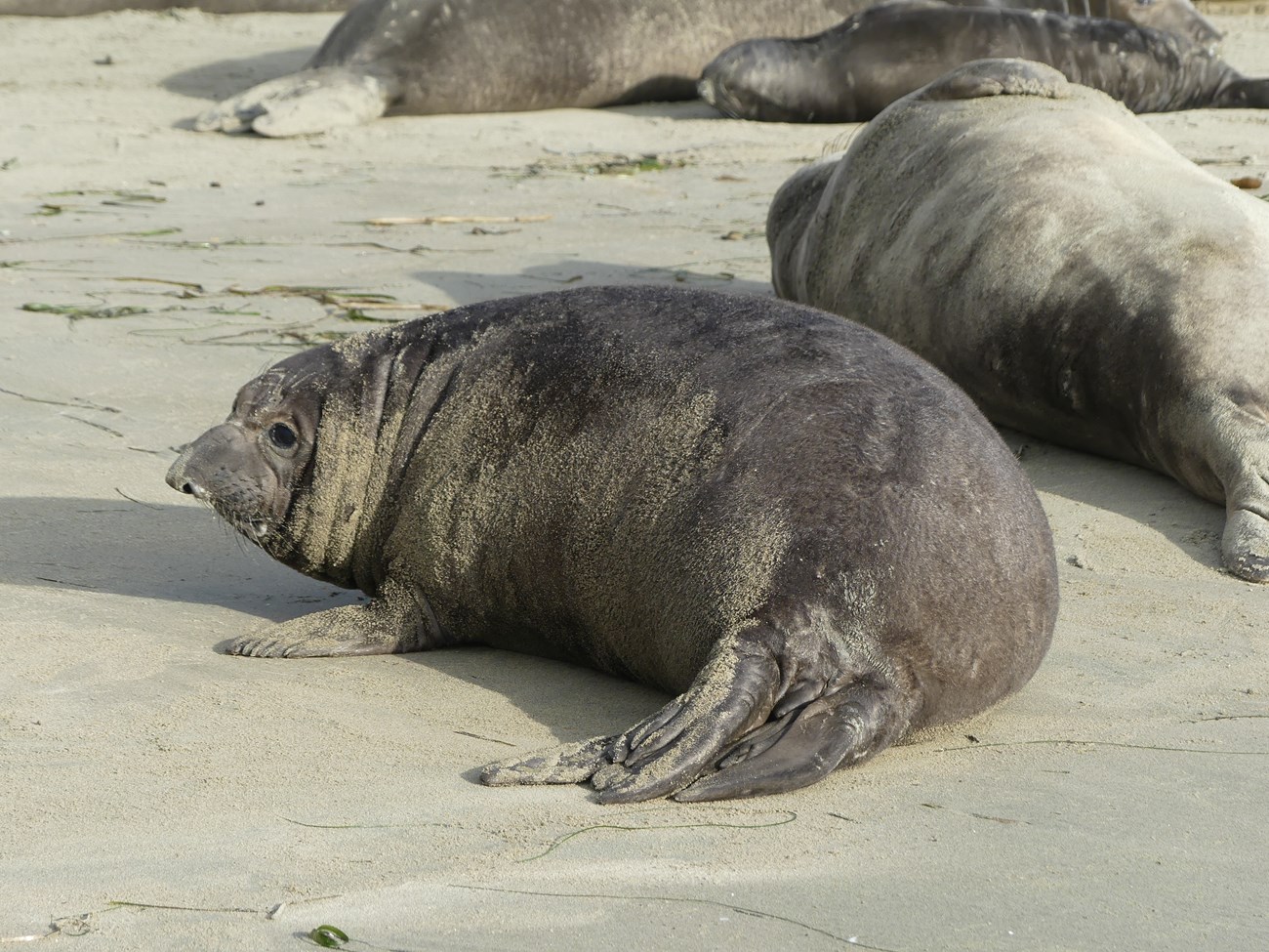 Weekly Elephant Seal Monitoring Update: February 2, 2024 (U.S. National ...