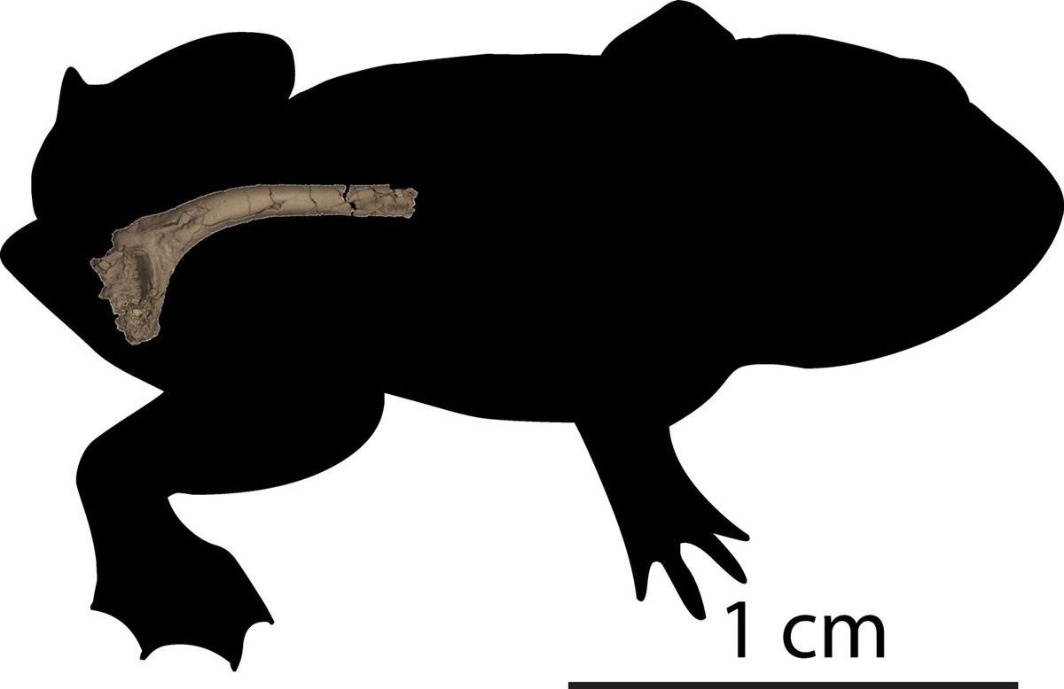 Renewed emphasis on microvertebrate fossils recovers the oldest frogs ...