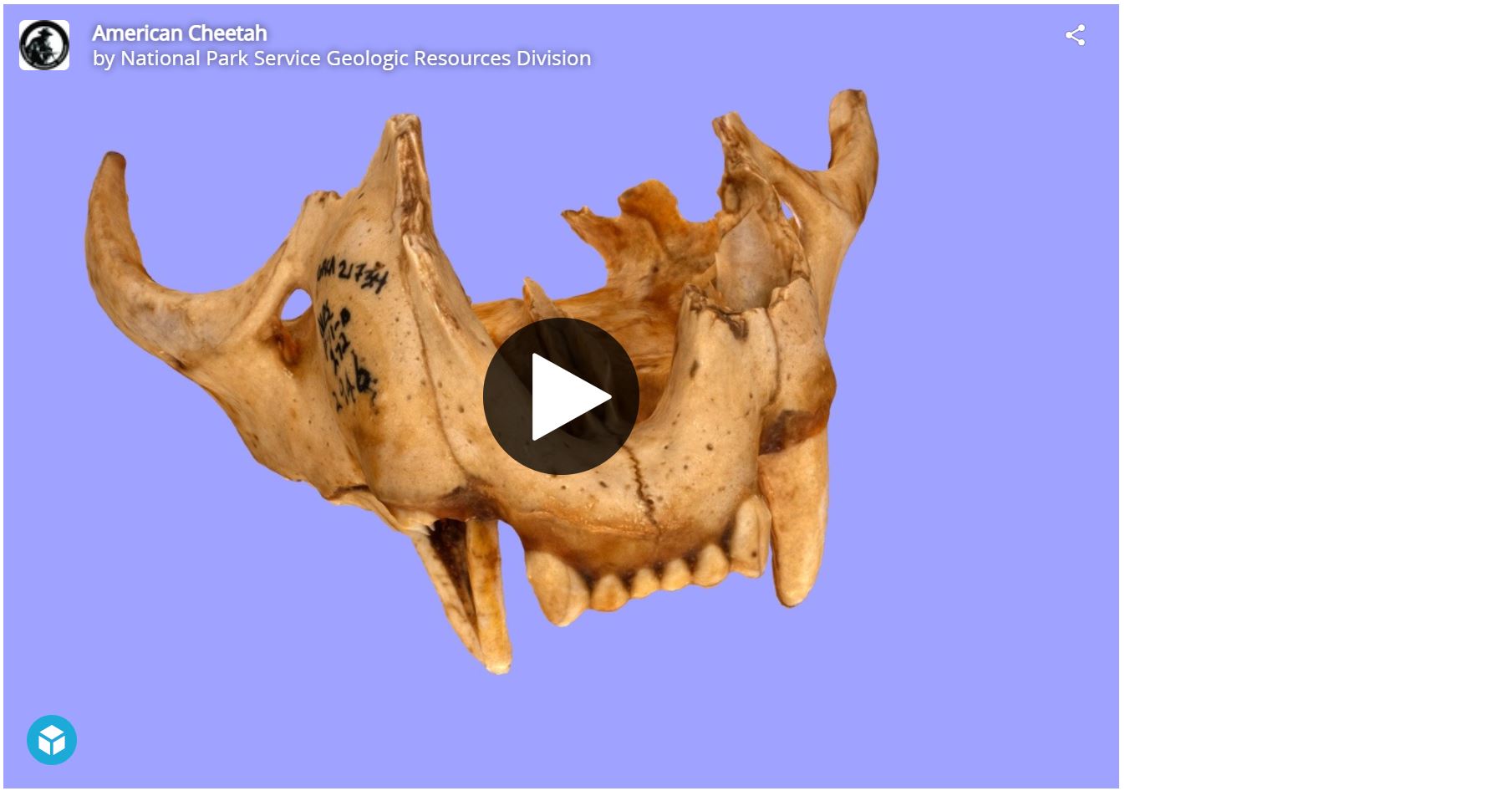 American Cheetah Fossil (U.S. National Park Service)