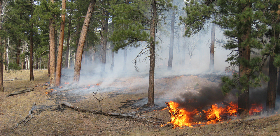 Wildland Fire in Ponderosa Pine: Western United States (U.S. National ...