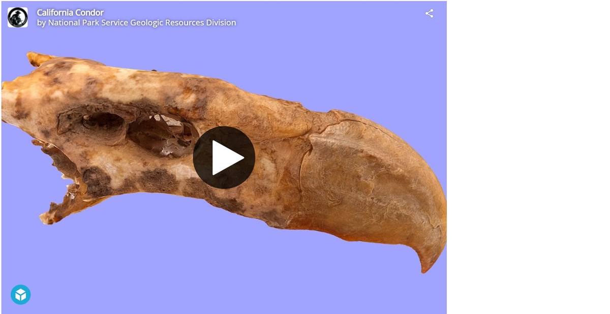 California Condor Fossil (U.S. National Park Service)