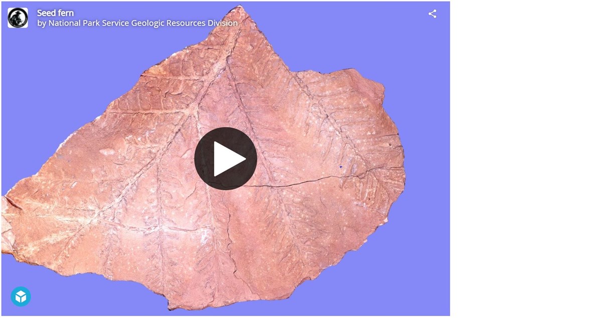 Seed Fern Fossil (U.S. National Park Service)